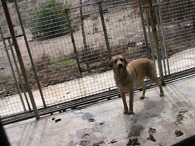 NOBLE GALGO: LA PERRERA DE LOS HORRORES DE MURCIA. PERR@S HACINADOS,SIN ...