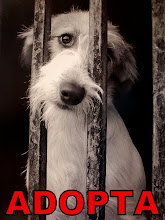 NOBLE GALGO: 6ª DIFUSIÓN: ¡Y AQUÍ LLEGA CHENCHO! EN ADOPCIÓN