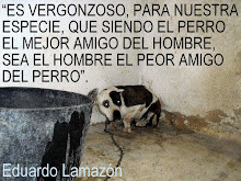 NOBLE GALGO: 6ª DIFUSIÓN: ¡Y AQUÍ LLEGA CHENCHO! EN ADOPCIÓN