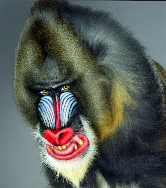 Mis galgas, yo y the ruby slippers: Las geniales fotografías de monos ...