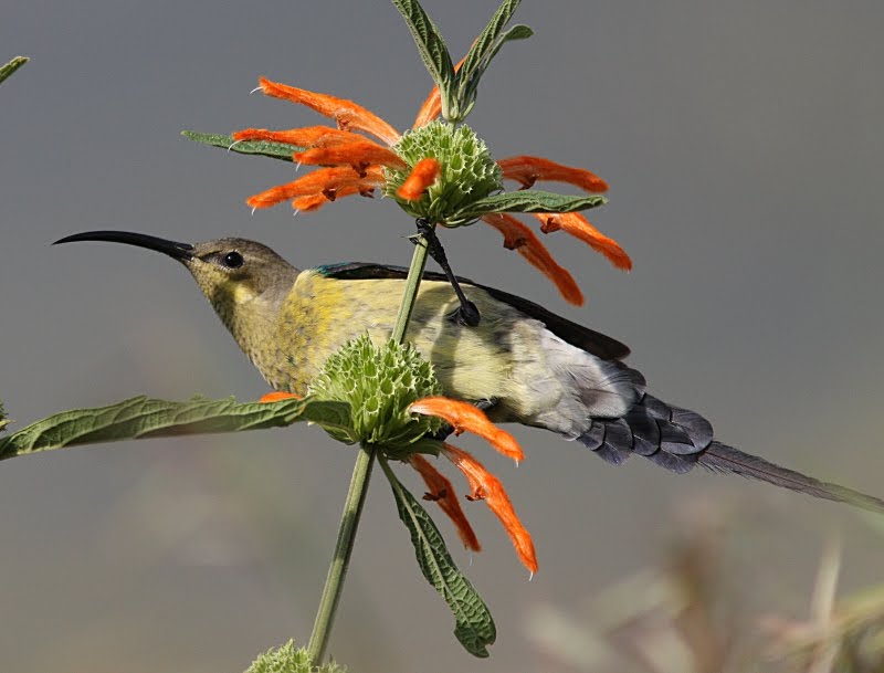 Johannesburg Wildlife & Birding: Injisuthi - Part 1 (Sunbirds)