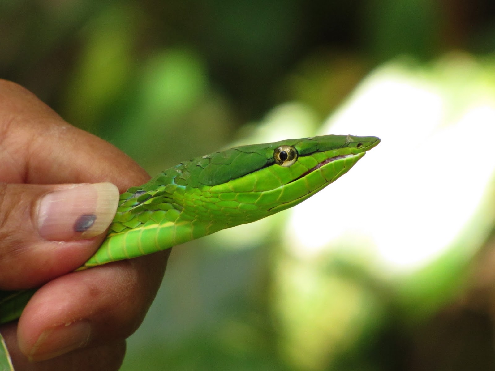 On the road: Green Vine Snake