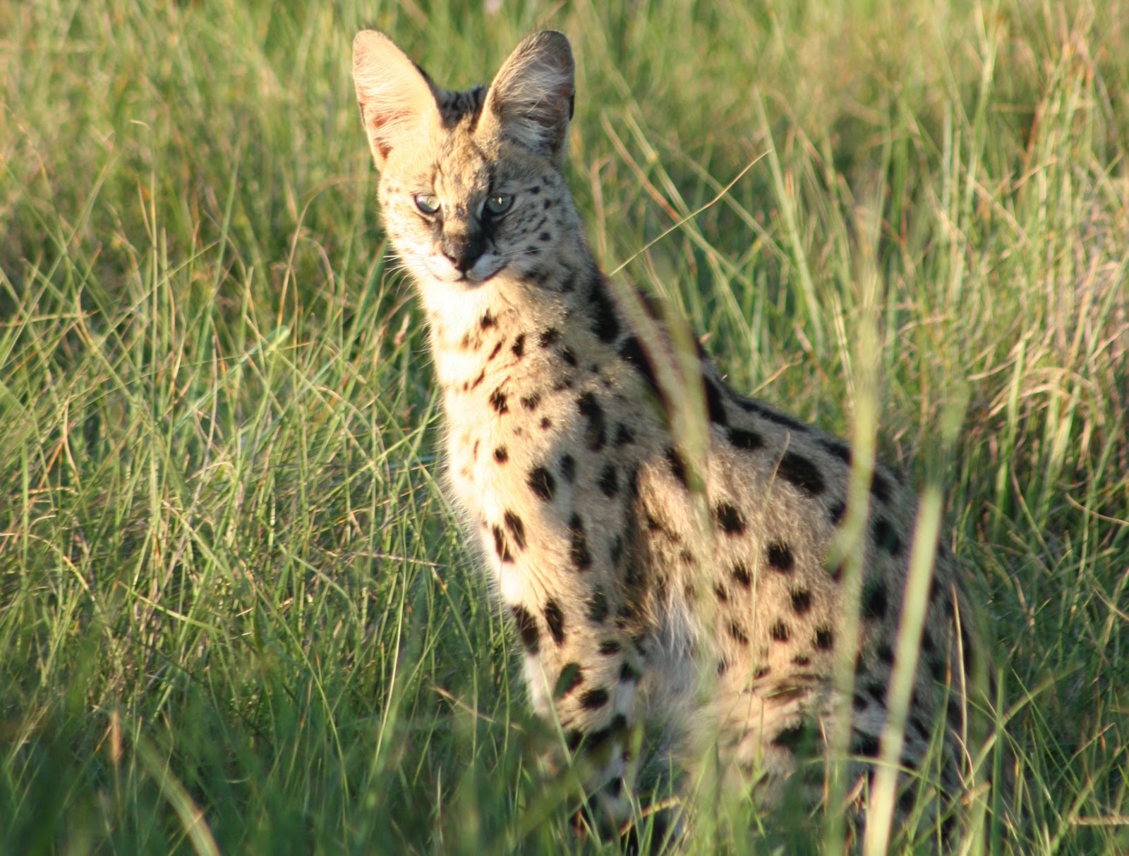 The Game Lodge Index: Fun Facts about Servals!