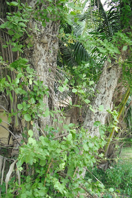 Tirupperunturai ( Avudayar Koil) Aathi Kailasanathar Temple by ...