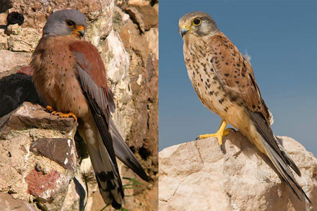 Bird Guide: A Comparative Field Guide