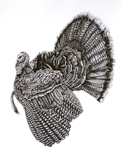 Eugenia Wadsworth Martin Art and Illustration: Turkey pen and ink 14 X 17