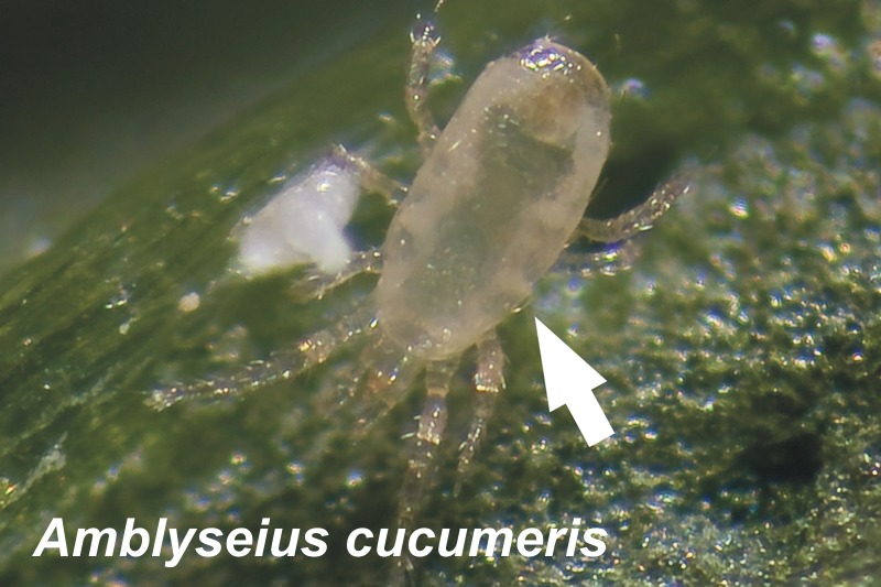 Homo agricola: ¿La solución cucumeris?