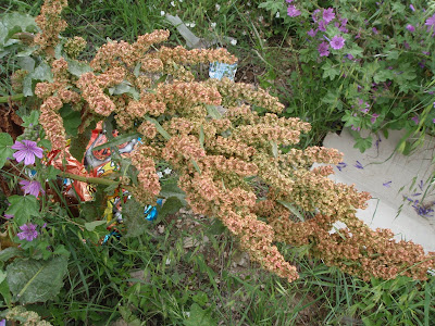 HERBARIO VIRTUAL DE BANYERES DE MARIOLA Y ALICANTE: Rumex crispus ...