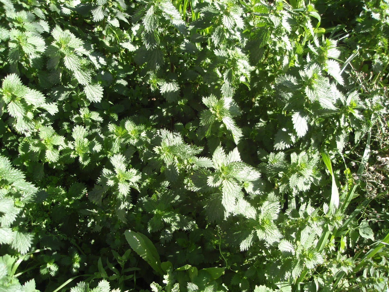 HERBARIO VIRTUAL DE BANYERES DE MARIOLA Y ALICANTE: Urtica urens ...