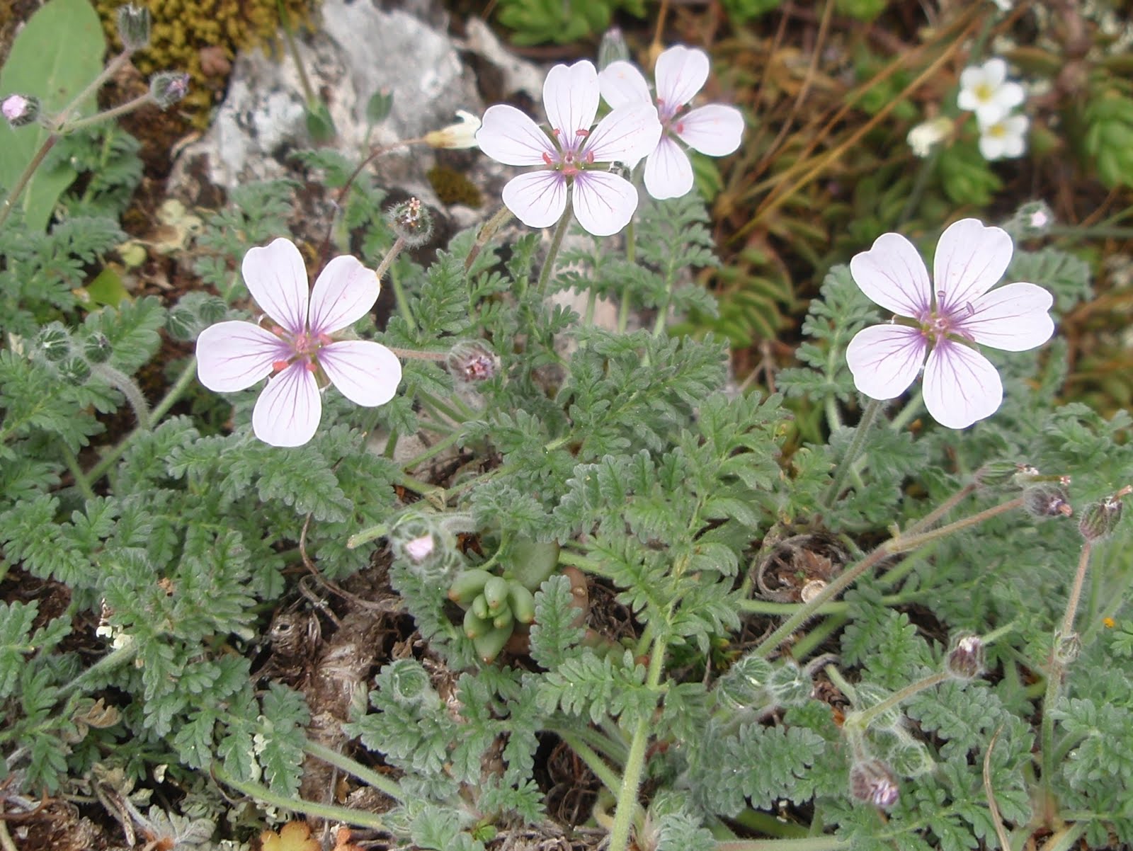 HERBARIO VIRTUAL DE BANYERES DE MARIOLA Y ALICANTE: Erodium petraeum ...
