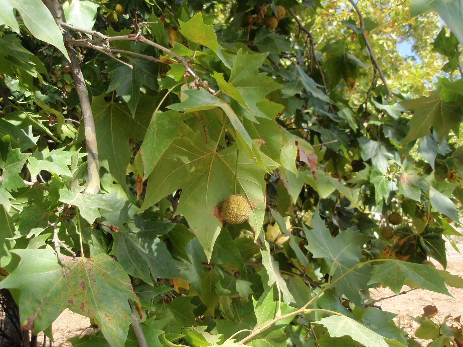 HERBARIO VIRTUAL DE BANYERES DE MARIOLA Y ALICANTE: Platanus hybrida ...