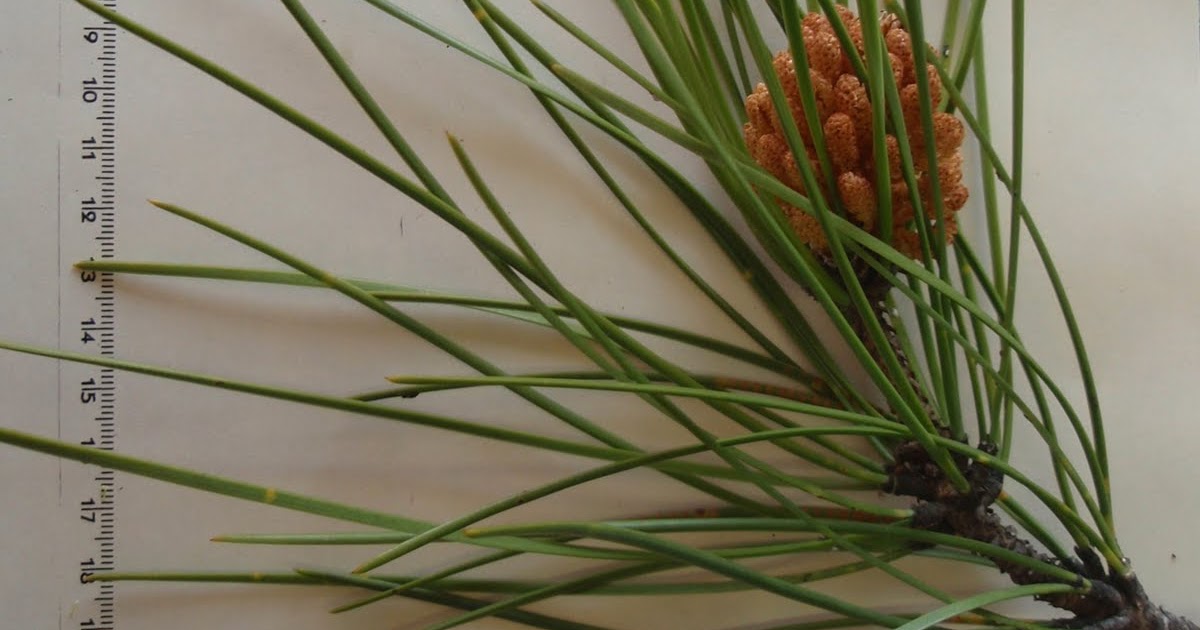 HERBARIO VIRTUAL DE BANYERES DE MARIOLA Y ALICANTE: Pinus pinaster ...