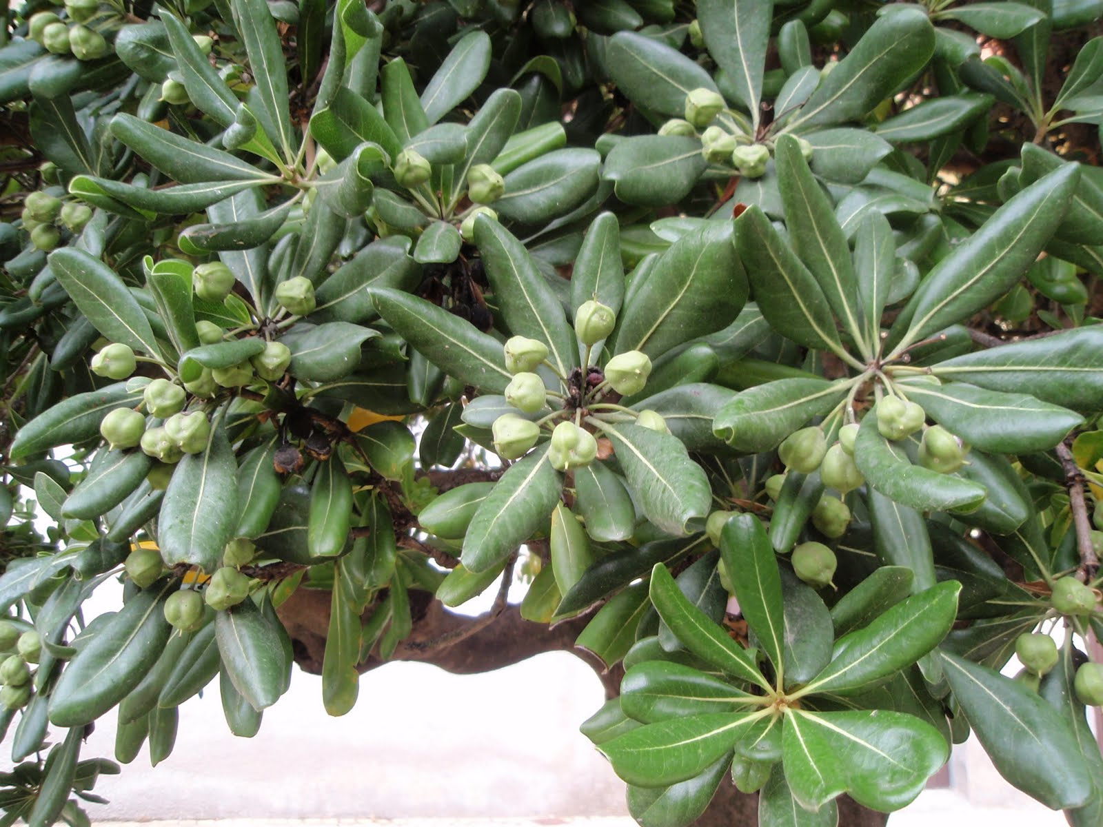 HERBARIO VIRTUAL DE BANYERES DE MARIOLA Y ALICANTE: Pittosporum tobira ...