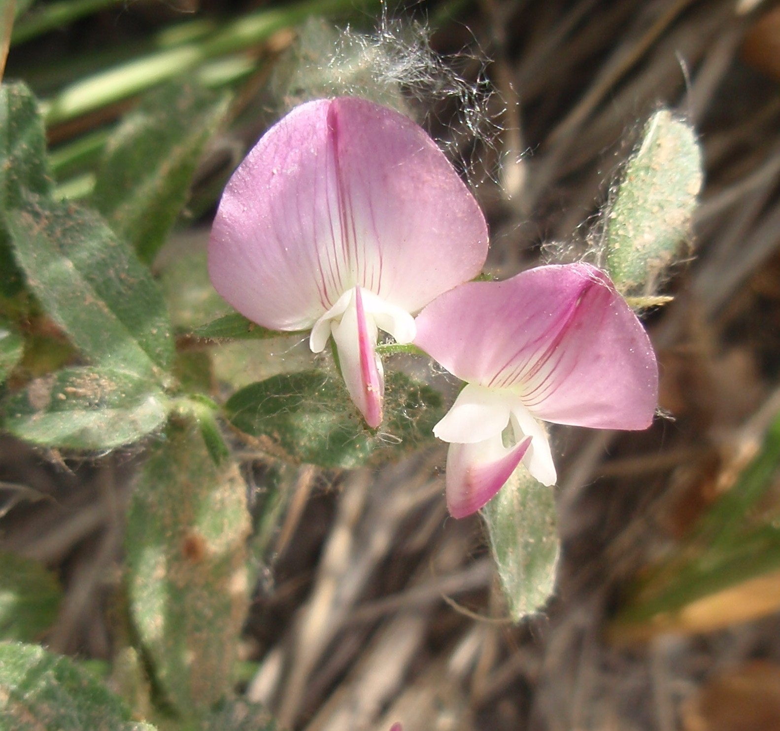 HERBARIO VIRTUAL DE BANYERES DE MARIOLA Y ALICANTE: Ononis spinosa ...