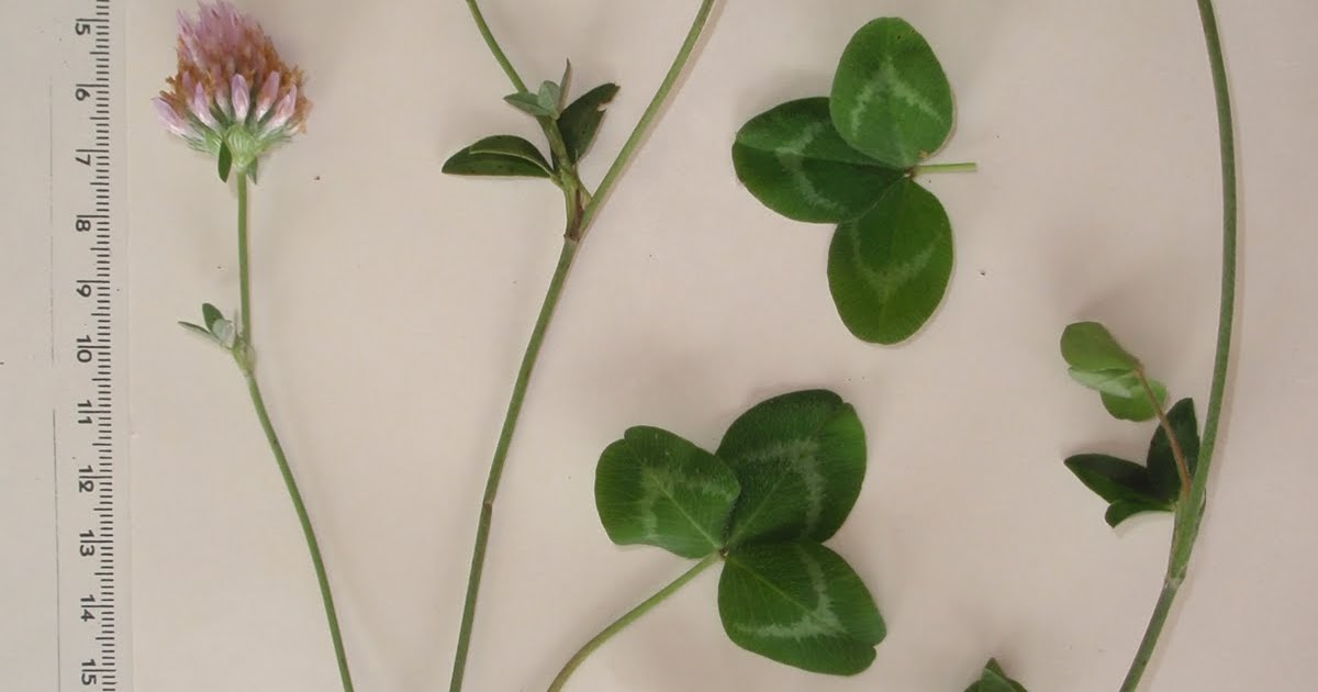 HERBARIO VIRTUAL DE BANYERES DE MARIOLA Y ALICANTE: Trifolium pratense ...