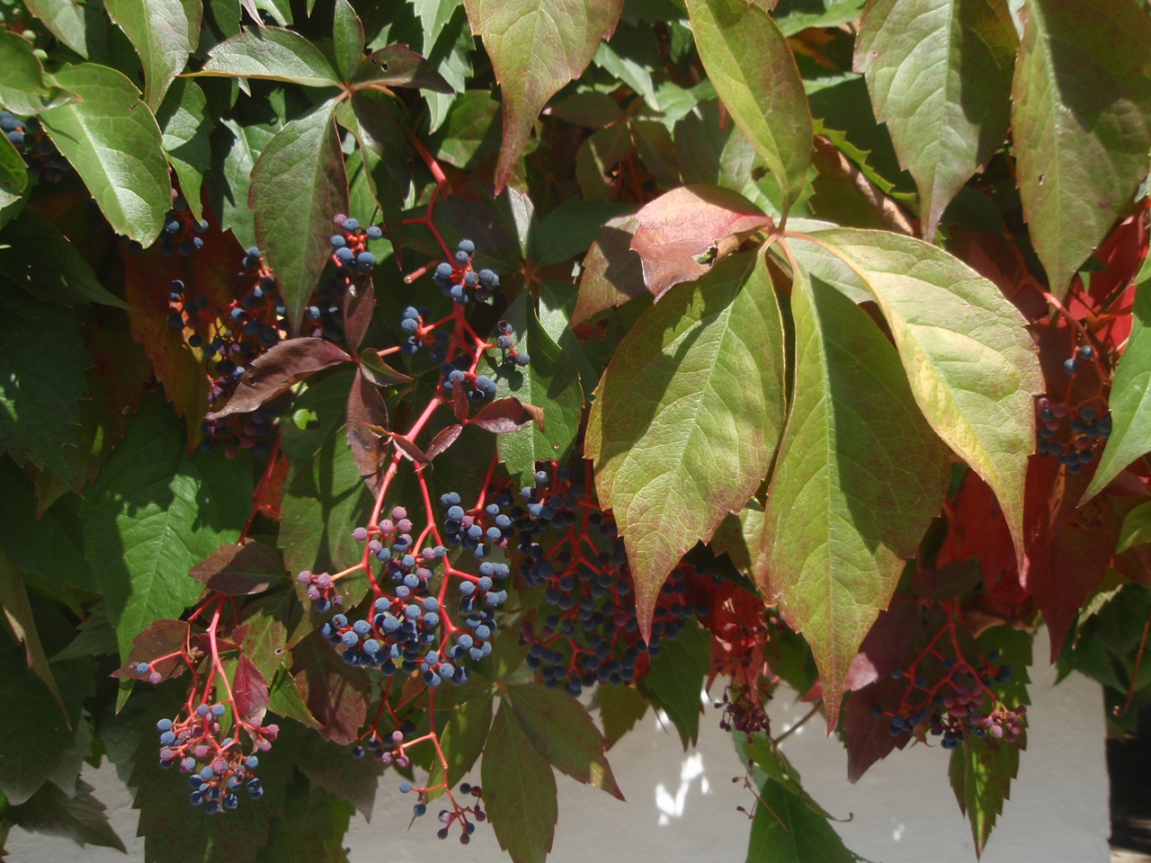 HERBARIO VIRTUAL DE BANYERES DE MARIOLA Y ALICANTE: Ampelopsis veitchii ...