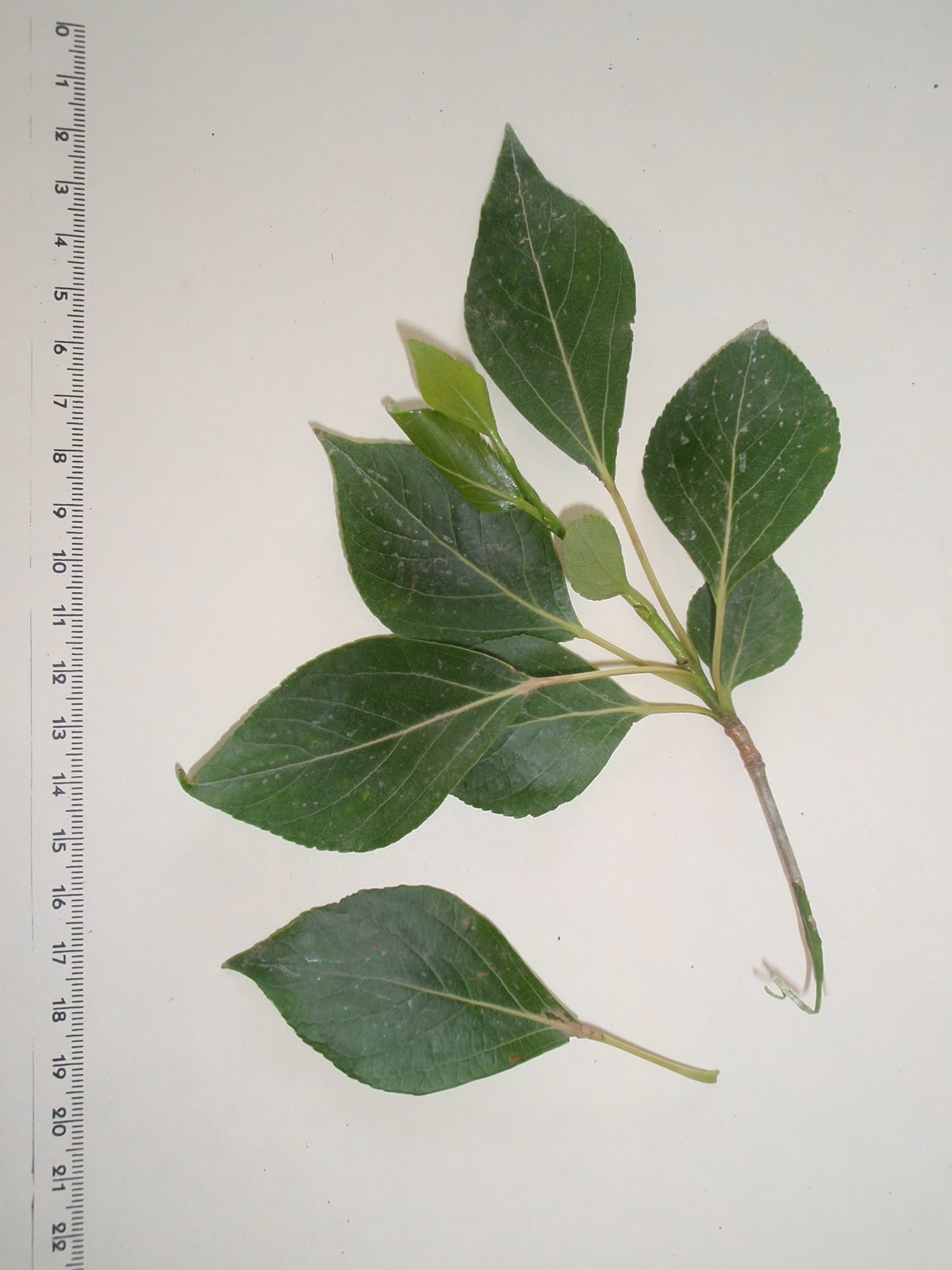 HERBARIO VIRTUAL DE BANYERES DE MARIOLA Y ALICANTE: Populus simonii ...