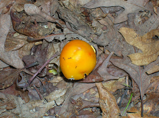 Oh To Be Hiking!: Ticked Off in Amelia WMA!