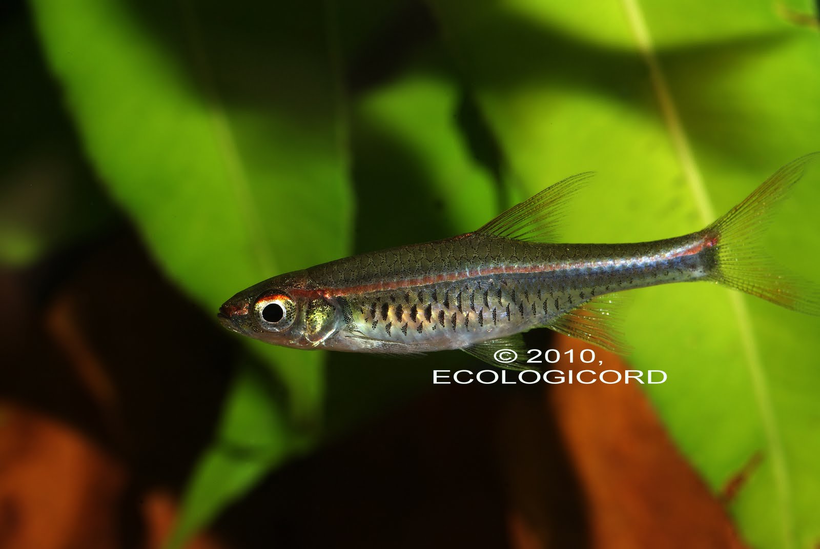Cyprinidae: Rasbora Pauciperforata