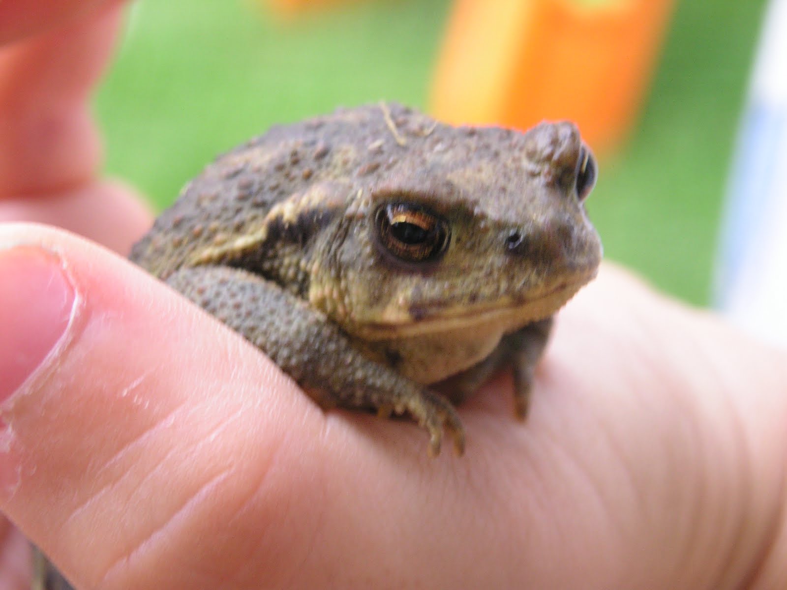 cosas que me gustan y mucho más: El sapito