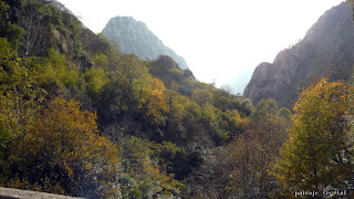 Paisaje vegetal: Desfiladero de Los Beyos (III)