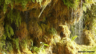 Paisaje vegetal: Desfiladero de Los Beyos (III)