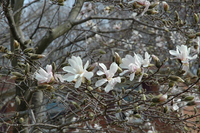 a passing glimpse: faerie diadem