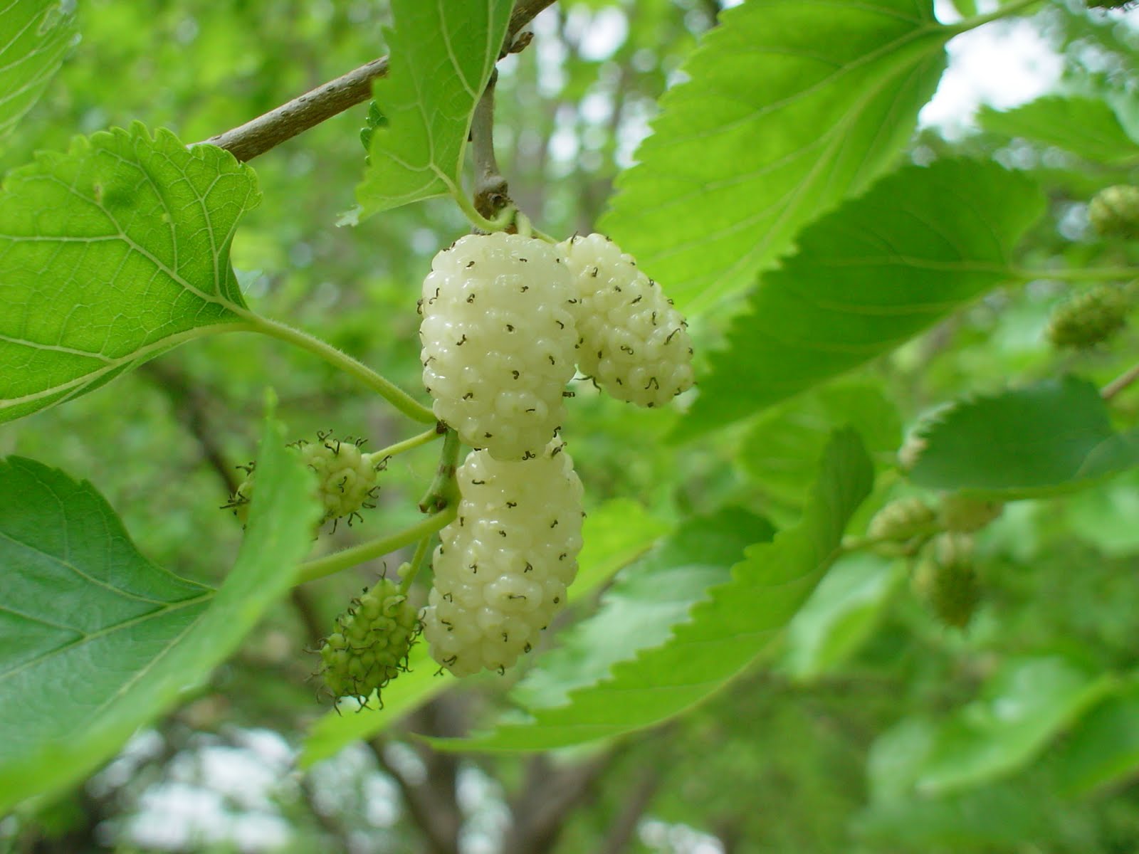 DOLU DOLU BİLGİ: Tam Mevsimi Bol Bol Dut yiyin..