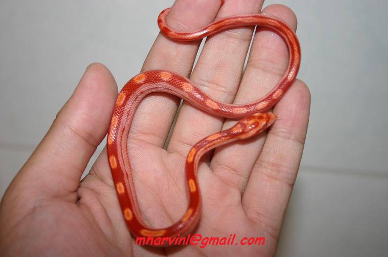Marvin's Reptiles and Exotics Pets: Amel Motley Corn Snake