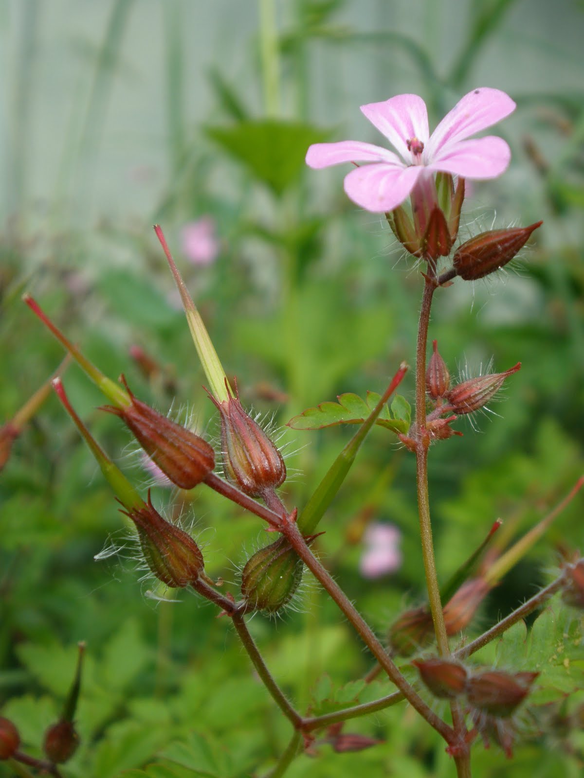 Meuse à l'âme: géranium herbe-à-Robert (Geranium robertianum)