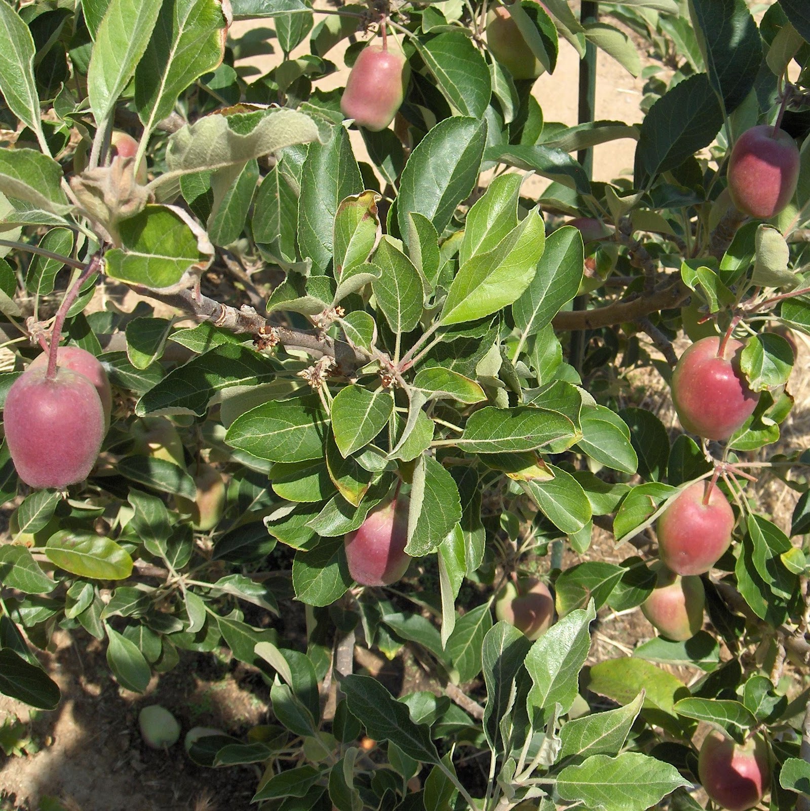 The Microhomestead Report {Early May 2010} - Afterthoughts