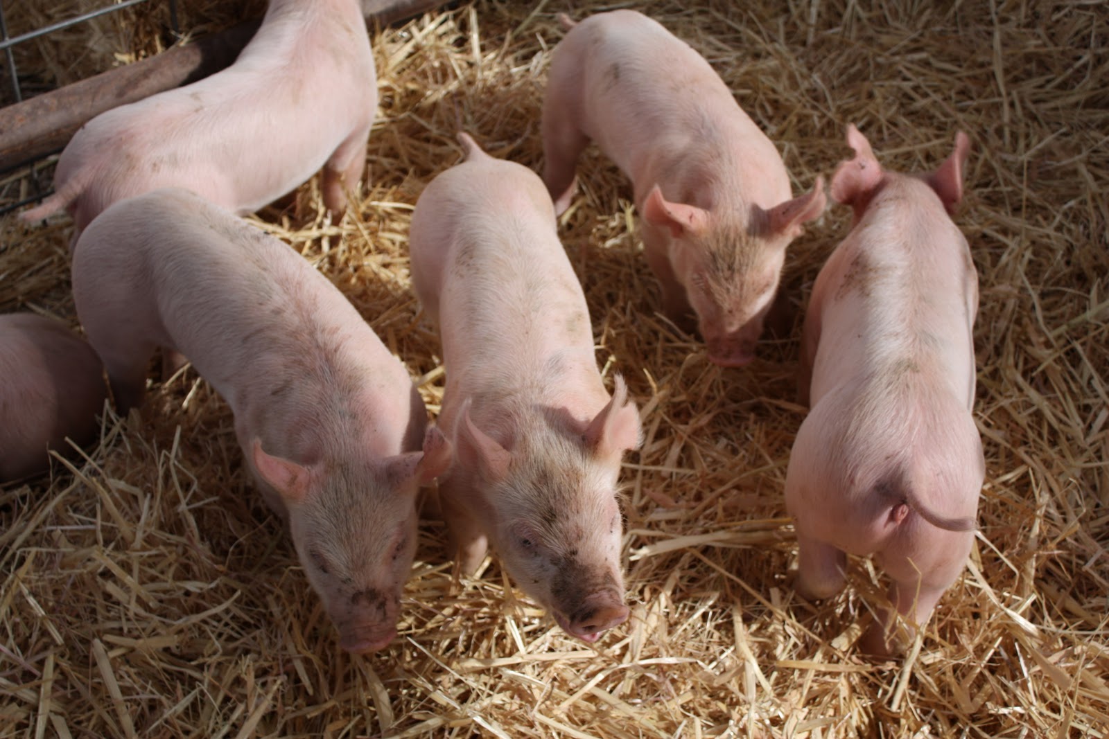 Nasser Swine Farm: Yorkshire Piglets!