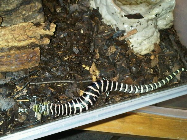 RAW DOG REPTILES: WEEK 27 @ THE RAW DOG WEEKLY The Galiswasp Skink a.k ...