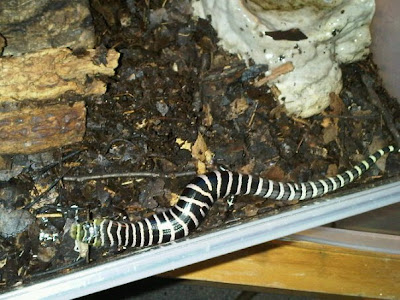 RAW DOG REPTILES: WEEK 27 @ THE RAW DOG WEEKLY The Galiswasp Skink a.k ...