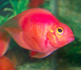 Jual Ikan Hias: Ikan Red Parrot