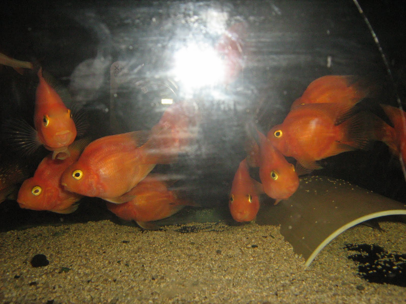 Jual Ikan Hias: Ikan Red Parrot