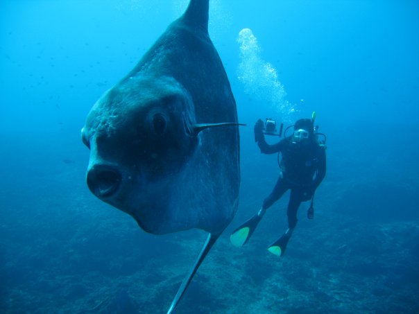 Absolute Scuba Bali Indonesia: Mola Mola!