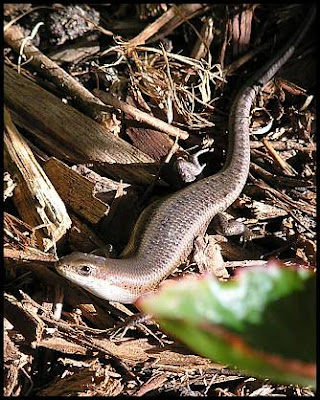 Hunter Valley Backyard Nature: #17 Cute little Skinks