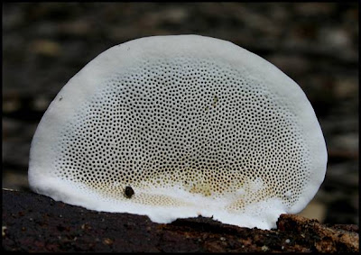 Hunter Valley Backyard Nature: #50 It's fungus season