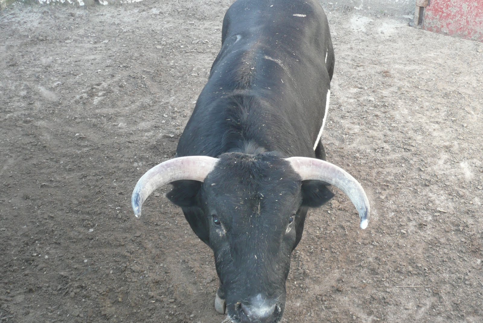LOS COQUILLAS DE CIFUENTES: LA MORFOLOGIA DEL TORO DE LIDIA