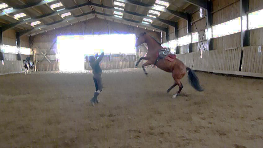 Nél & co: Néli apprend à se cabrer