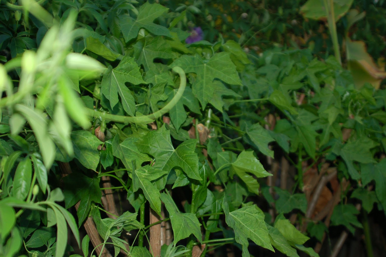 The New Stone Age Farm: Chaya aka Tree Spinach