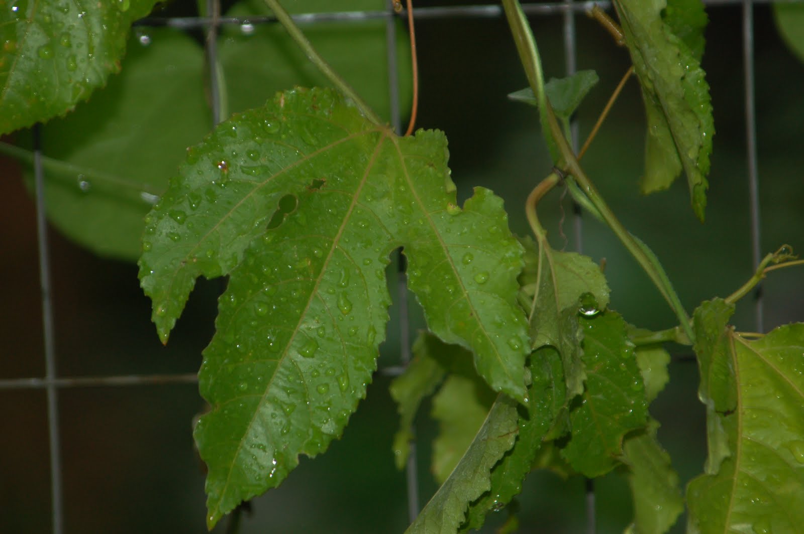 The New Stone Age Farm: Chaya aka Tree Spinach