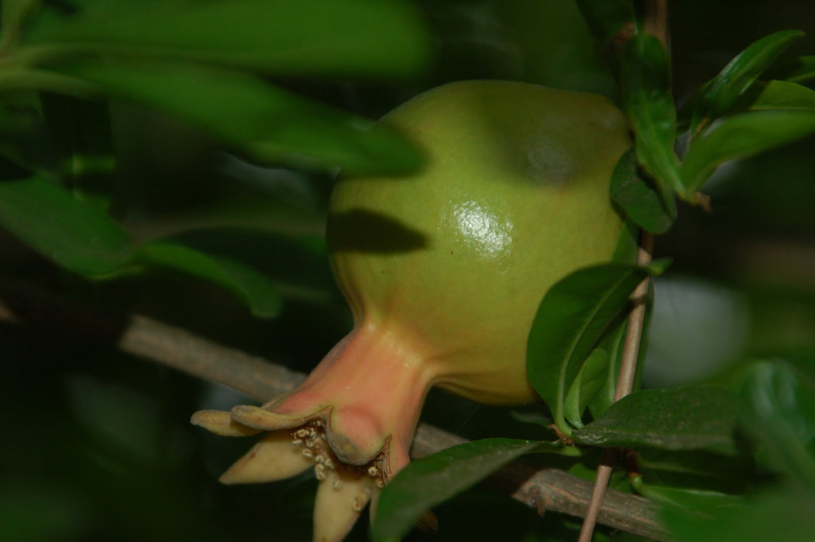 The New Stone Age Farm: Tipu, Lippia, & fruit....