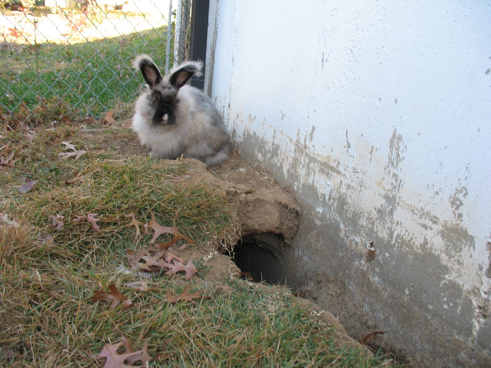 Hodgson's Homestead: down the rabbit hole