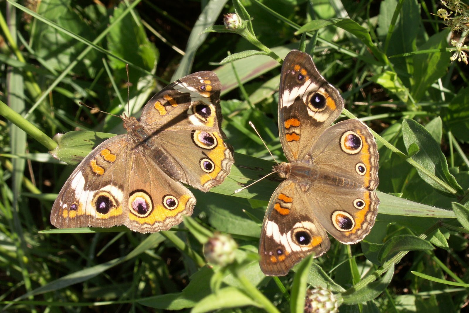 Ridge and Valley: 2010: Year of the Common Buckeye