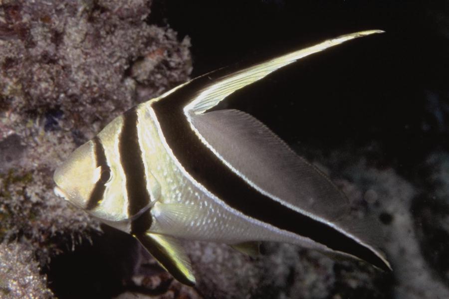 TroFish photo | All About Pics