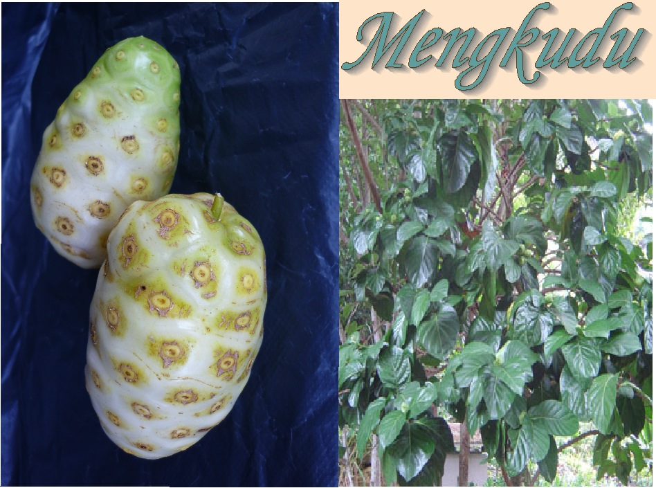 AGEasyGrow: Pokok Mengkudu