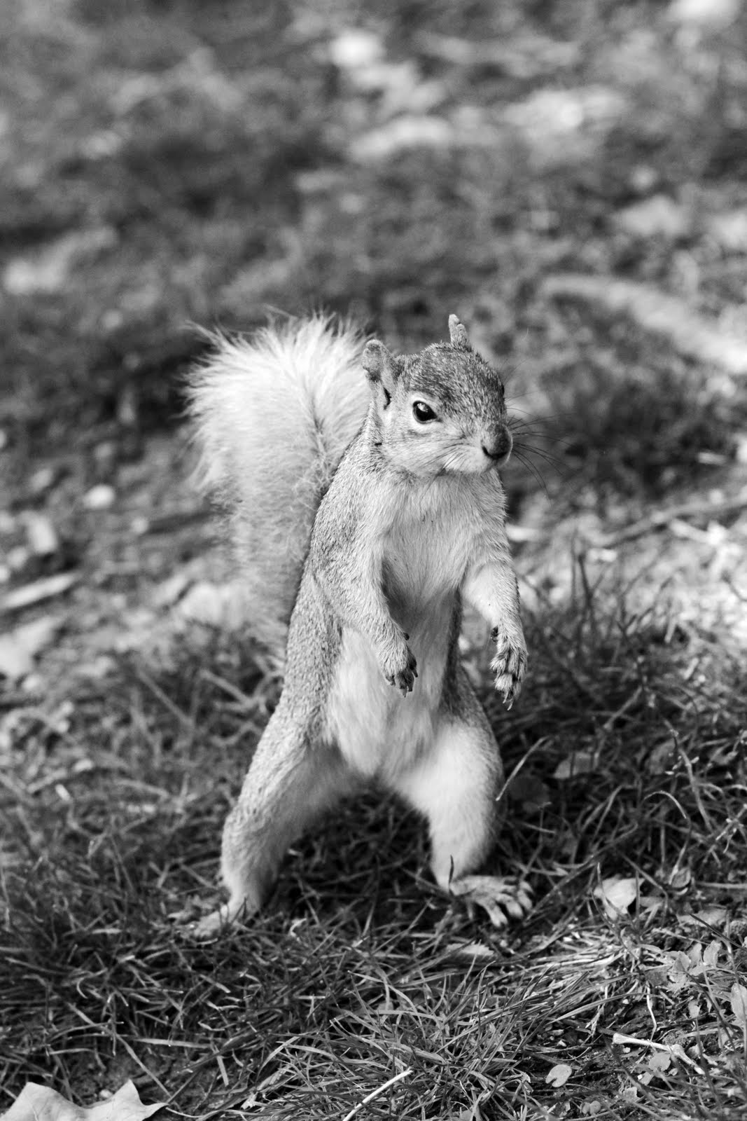 Photography by Amy Brice: When Squirrels Attack!!