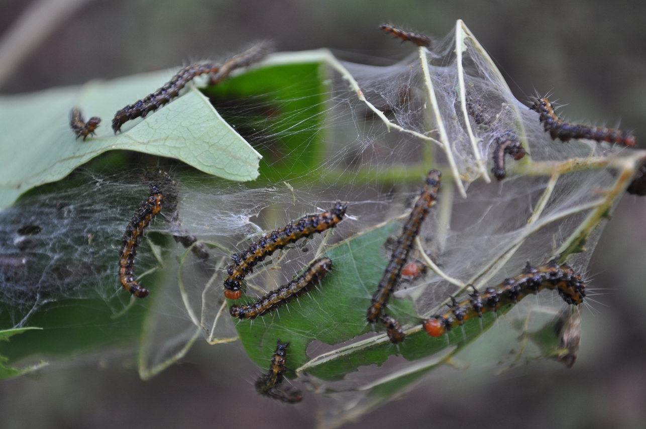 Things do to in and around Dediapada National Park in Gujarat